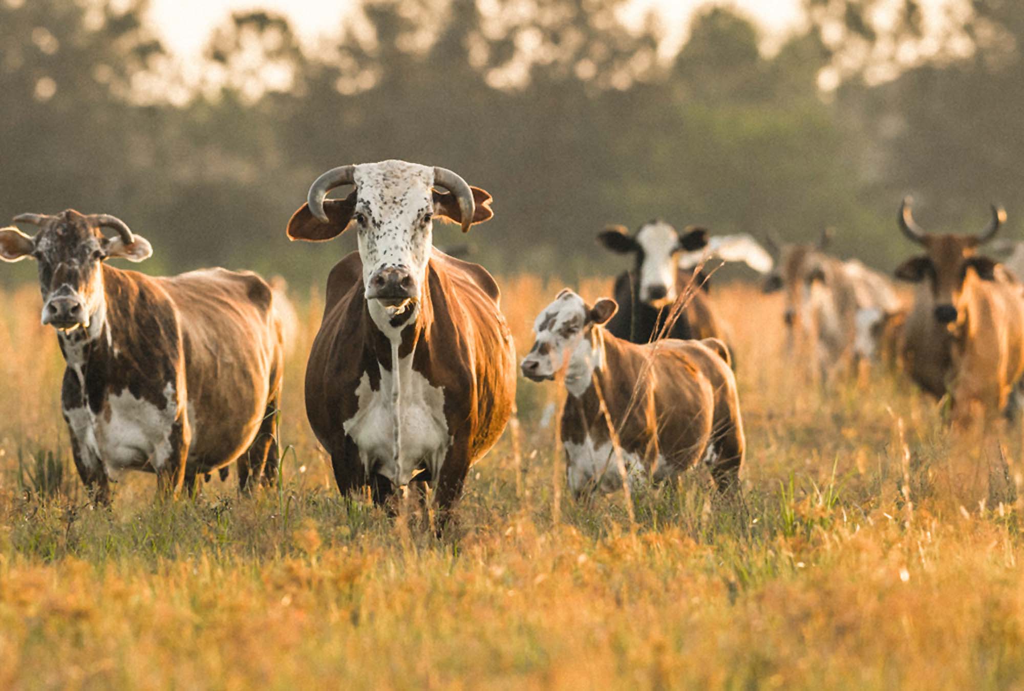 About Us – Lakewood Ranch