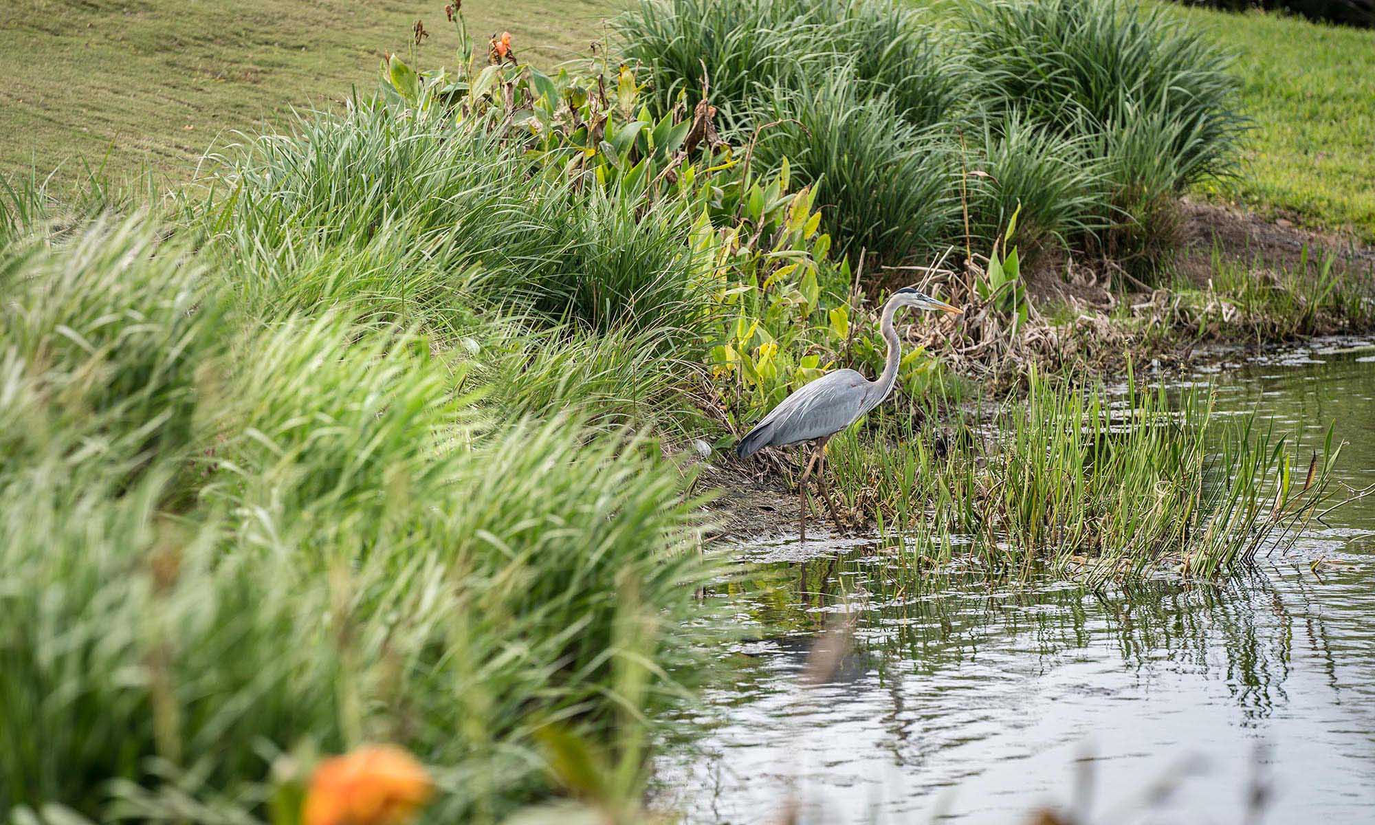 Parks & Trails – Lakewood Ranch